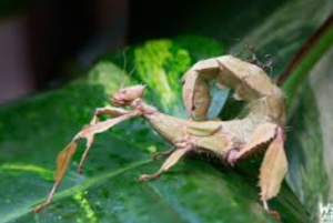 Elevage de phasmes scorpions – La classe coopérative en CM1 et CM2